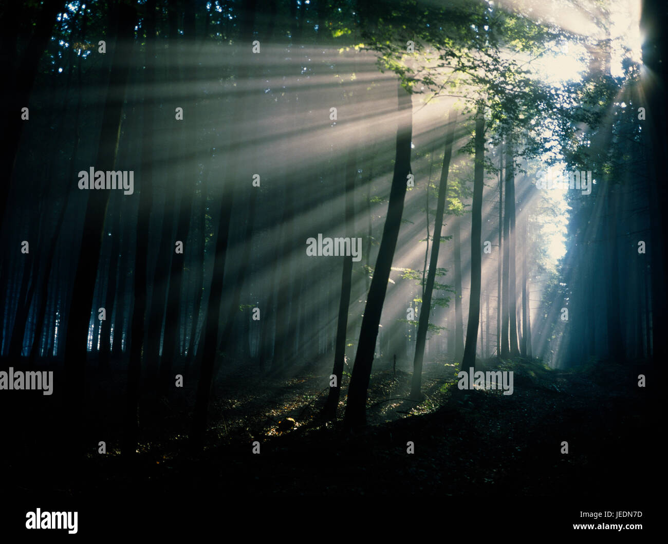 Climate, Sun, Rays from the sun streaming through trees in a forest ...