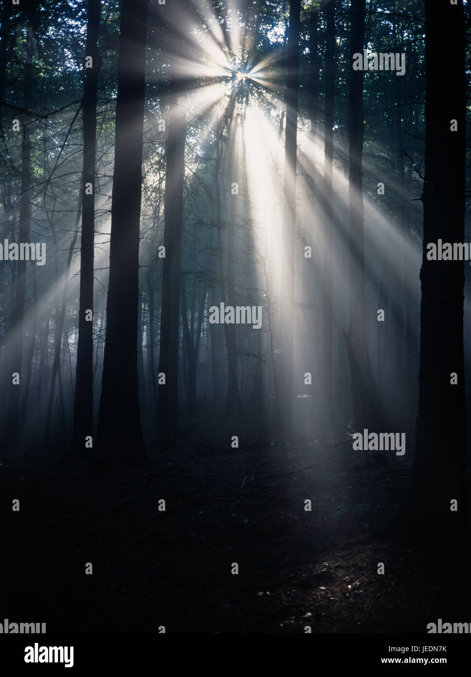 Climate, Sun, Rays from the sun streaming through trees in a forest ...