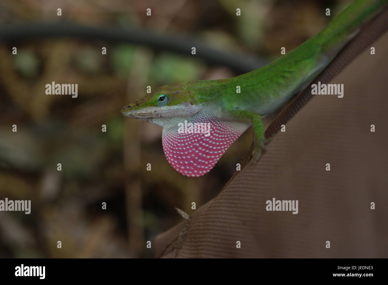 Green anole lizard with pink dewlap in Texas backyard Stock Photo - Alamy