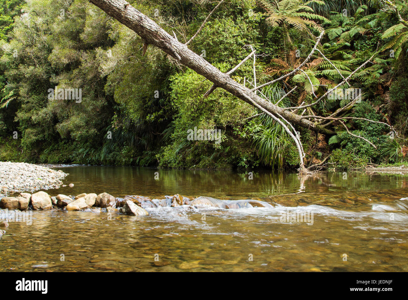 Old pine tree fallen across a clean river Stock Photo - Alamy