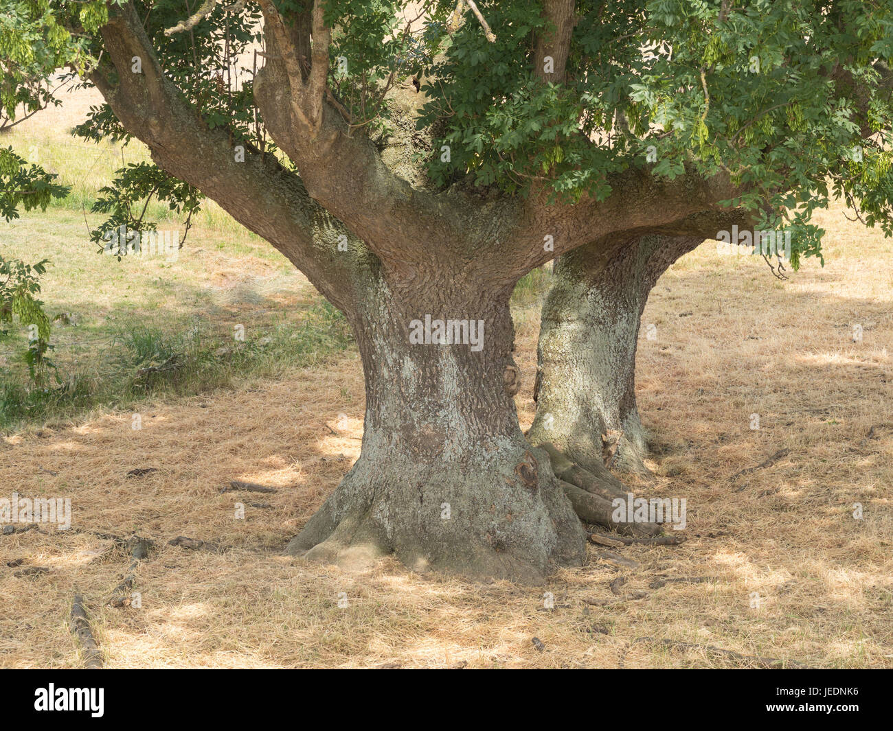 Old ash hi-res stock photography and images - Alamy