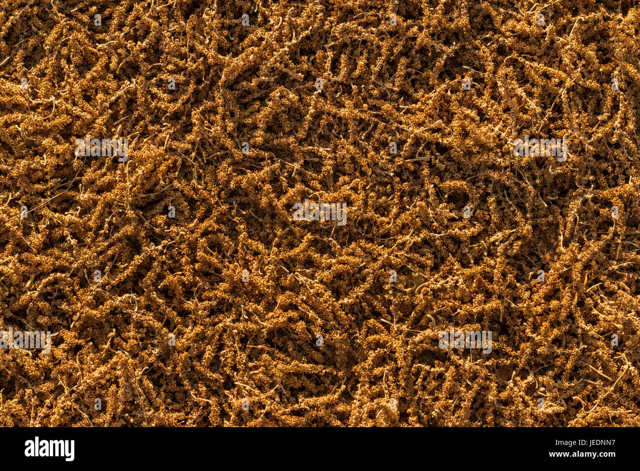 Some fallen tree seed giving a wonderful natural texture Stock Photo ...