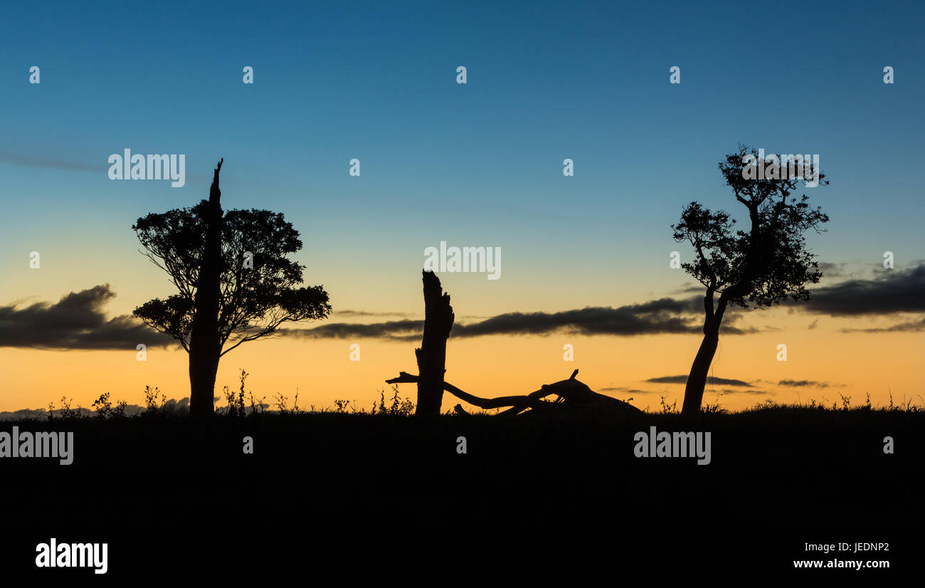 Three trees, first broken but was able to grow new branch, second tree ...