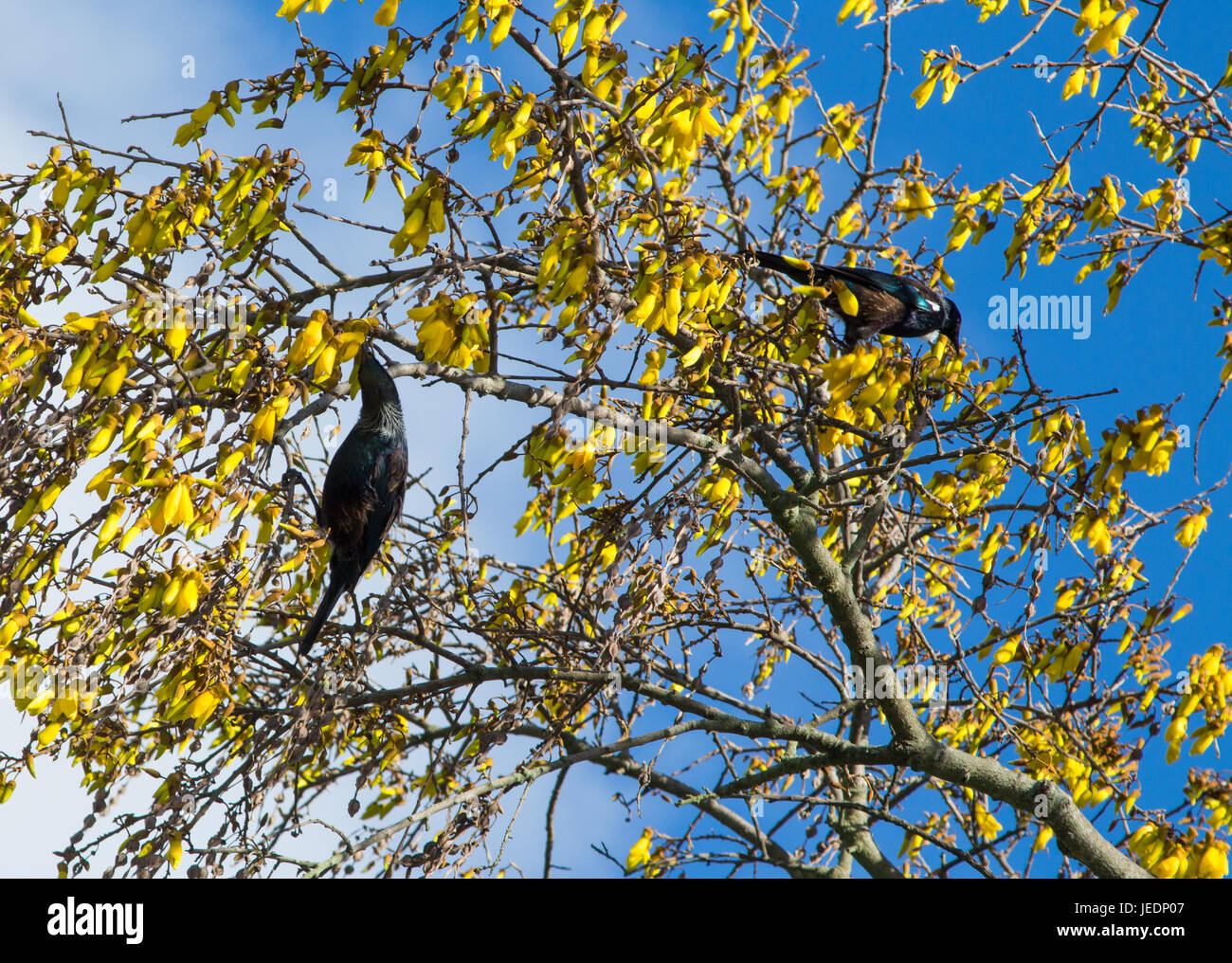 Tui birds on a Kowhai flowering tree Stock Photo - Alamy