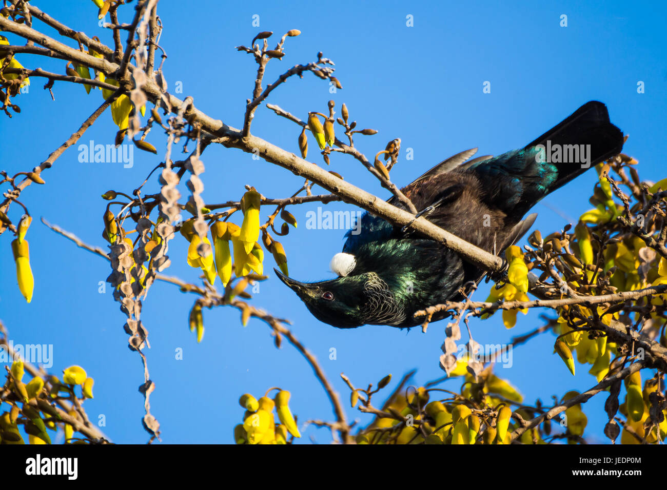 New Zealands native bird the Tui feeding on Kōwhai tree as it flowers ...