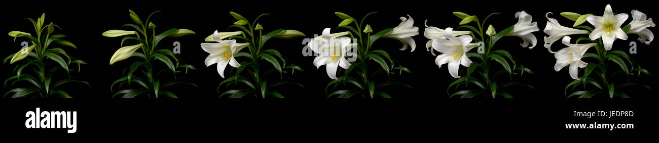 Flower growth stages hi-res stock photography and images - Alamy