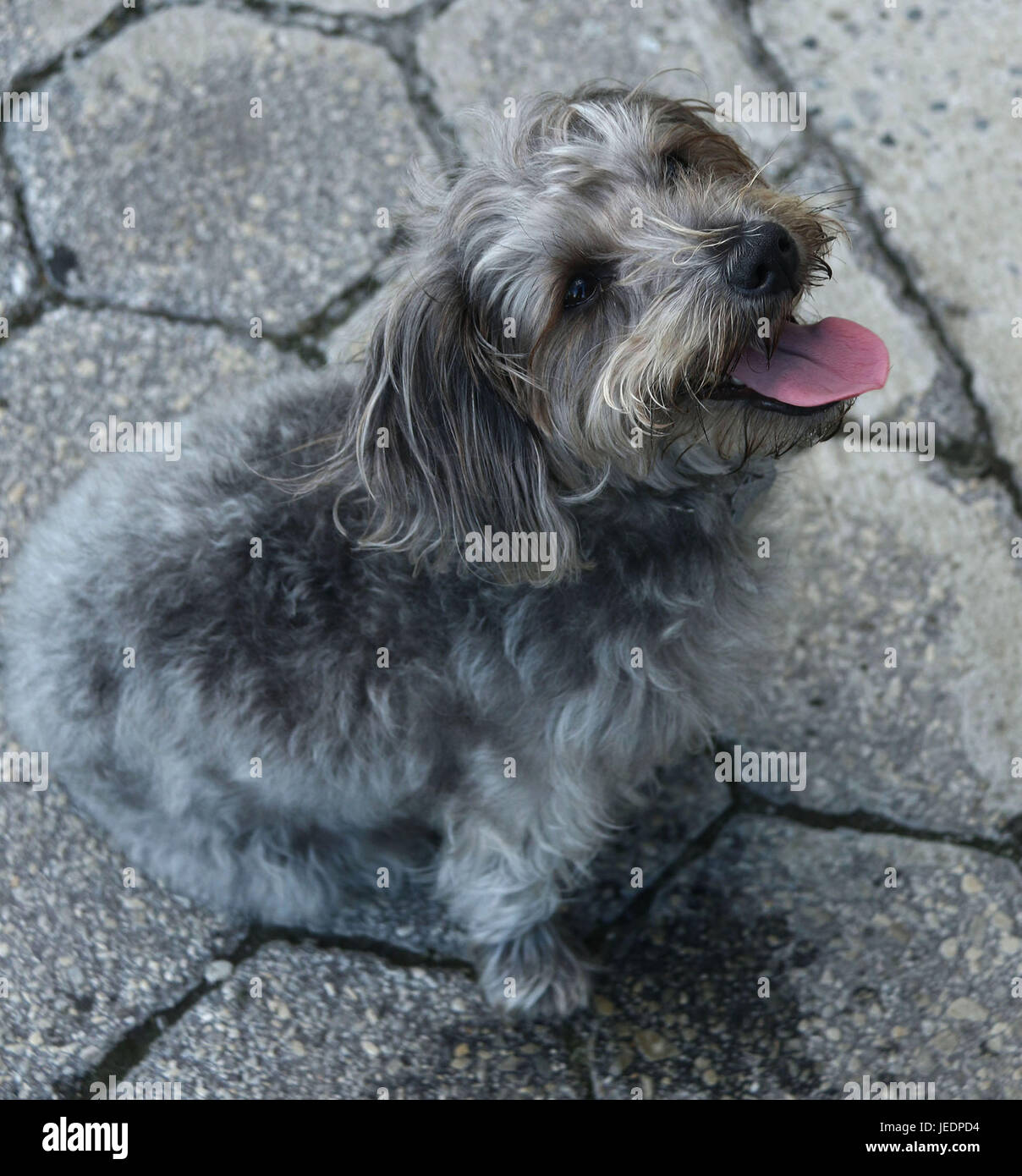 Grey poodle with tongue out blends in with sidewalk Stock Photo - Alamy