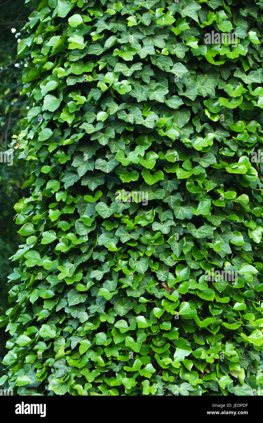 Creeping ivy plants hi-res stock photography and images - Alamy