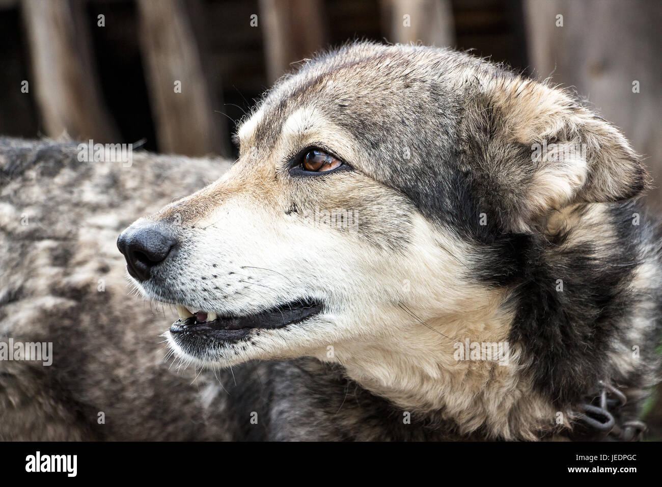 Portrait of a dog mongrel Stock Photo - Alamy