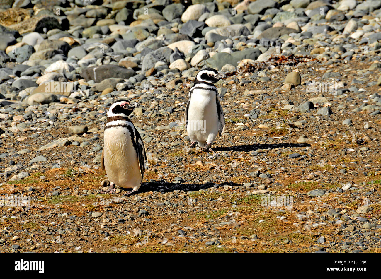 Various Pictures of Isla Magdalena & Penguins near Punta Arenas, Chile ...