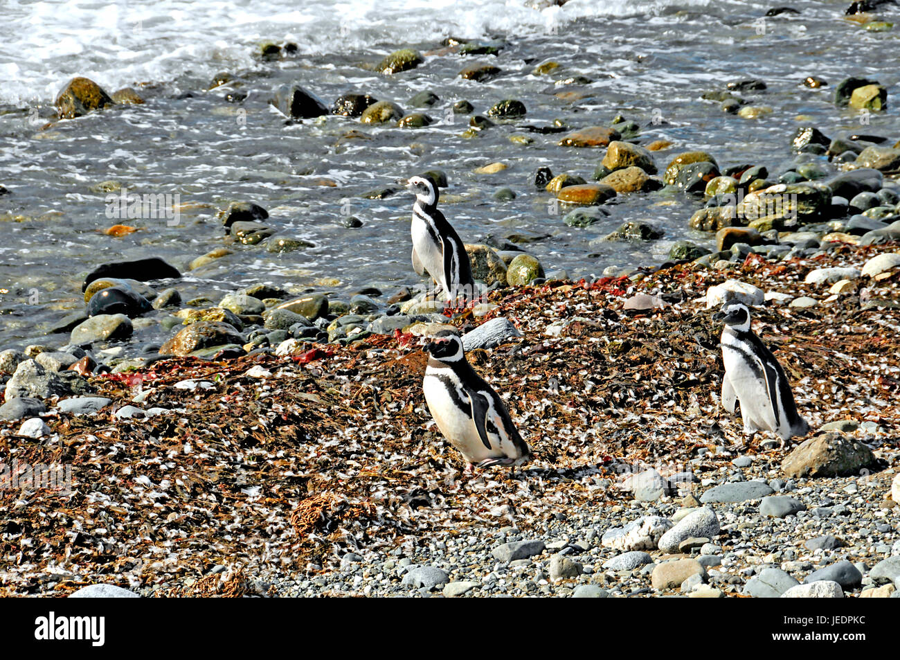 Various Pictures of Isla Magdalena & Penguins near Punta Arenas, Chile ...