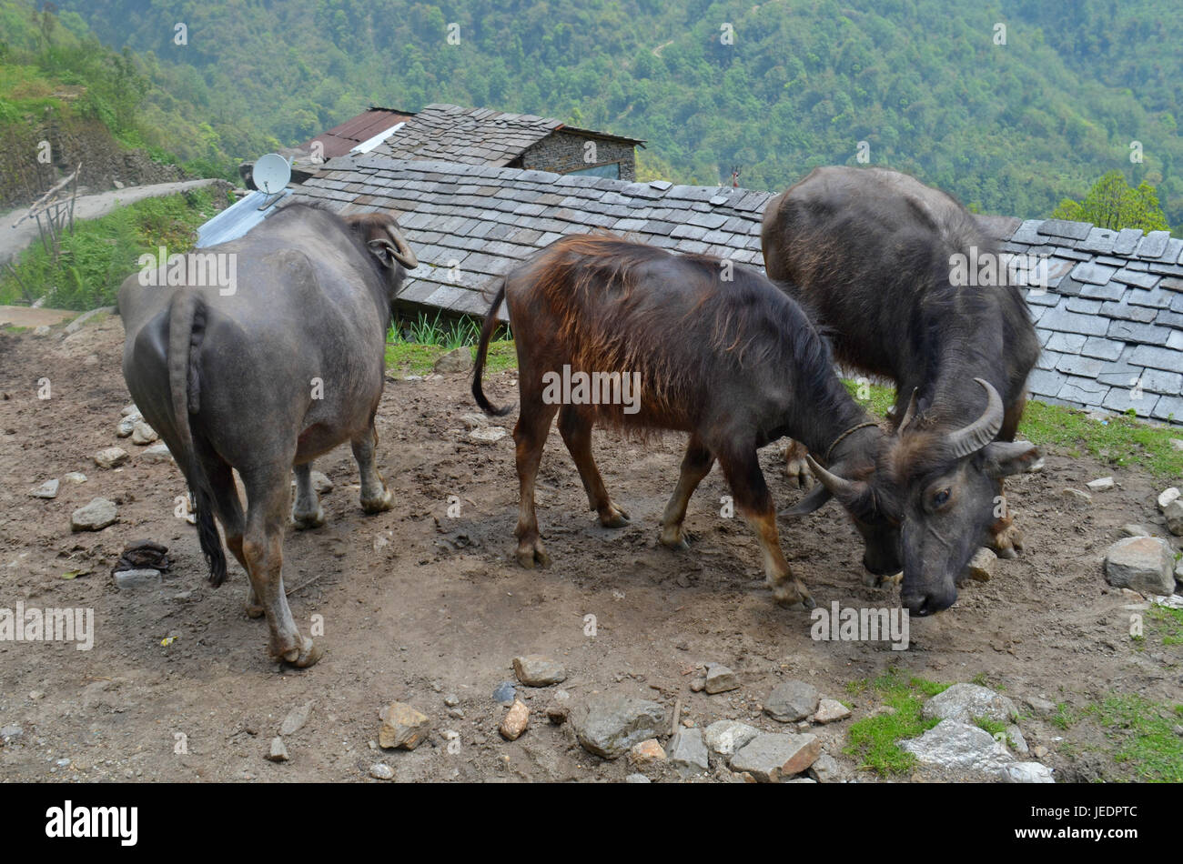 Asian cows hi-res stock photography and images - Alamy