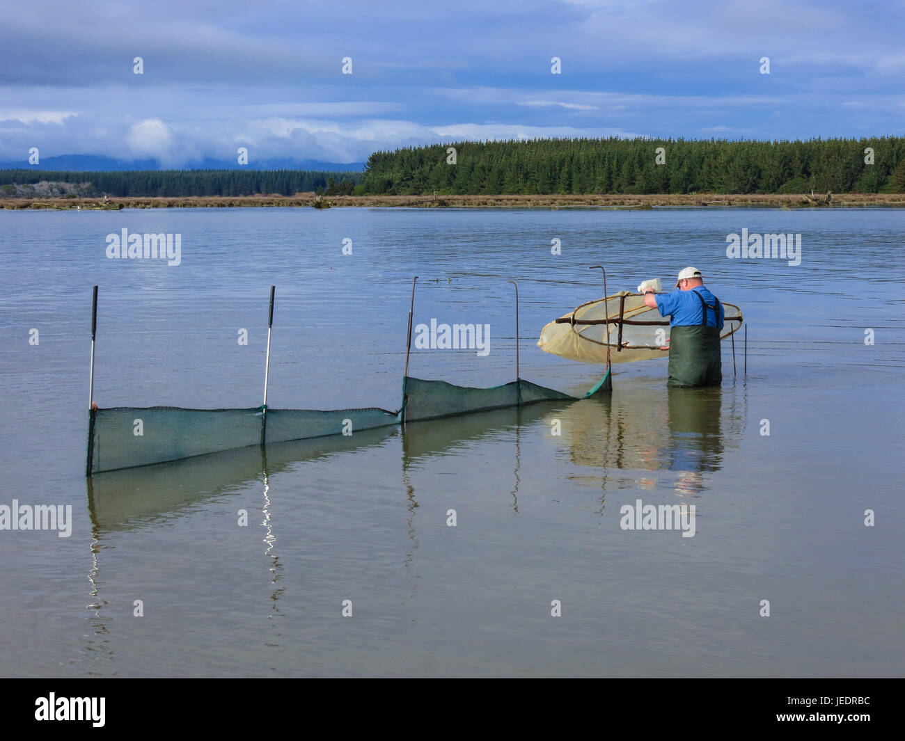 New zealand whitebait hi-res stock photography and images - Alamy