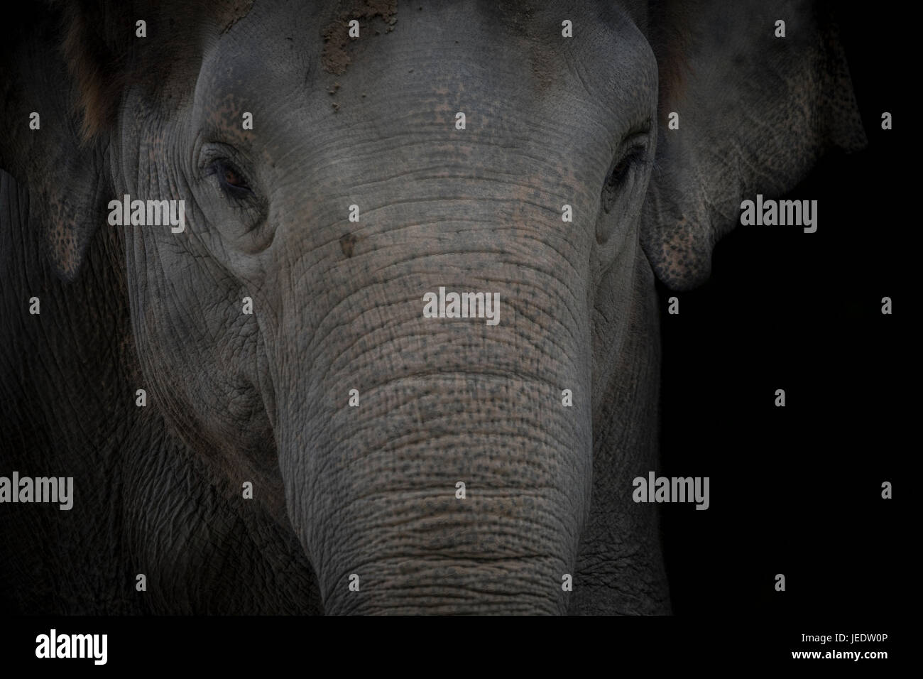 Portrait of Asian Elephant in front of black background Stock Photo - Alamy