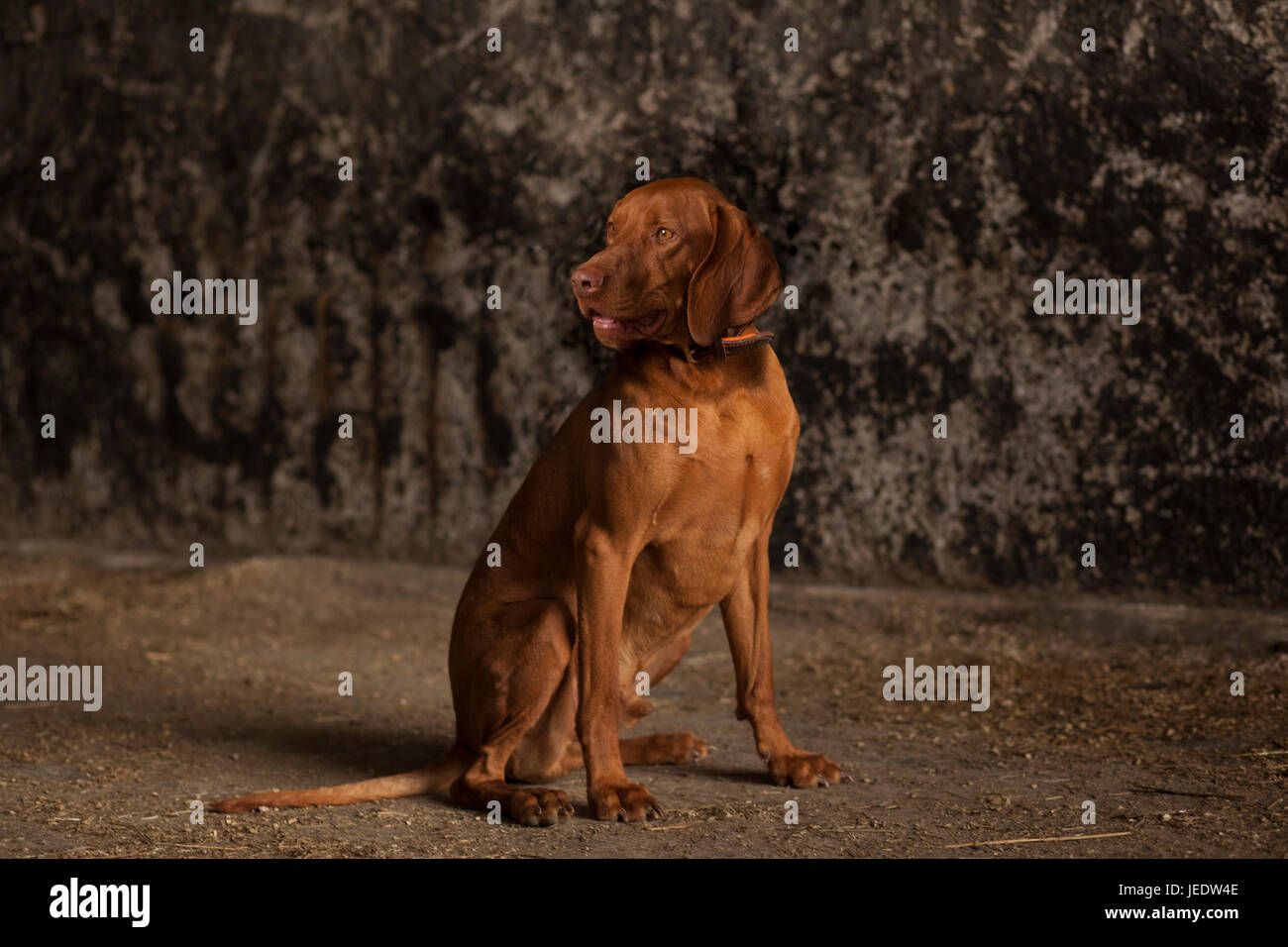 Portrait of Vizsla Stock Photo - Alamy