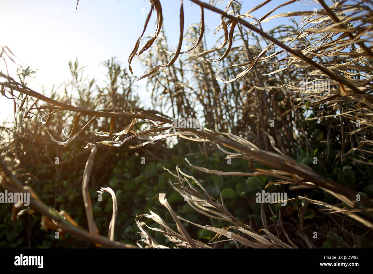 Dead grass texture hi-res stock photography and images - Alamy