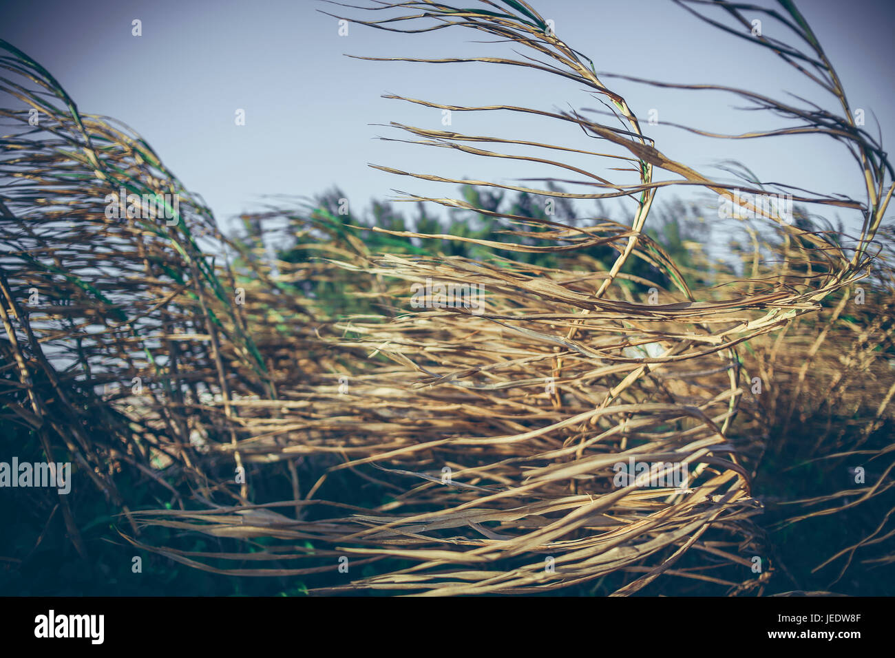 Dead grass texture hi-res stock photography and images - Alamy