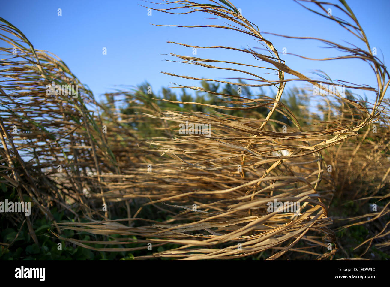 Dead grass texture hi-res stock photography and images - Alamy