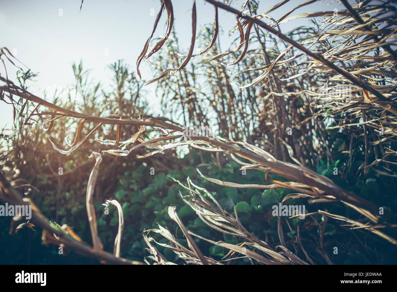 Dead grass texture hi-res stock photography and images - Alamy