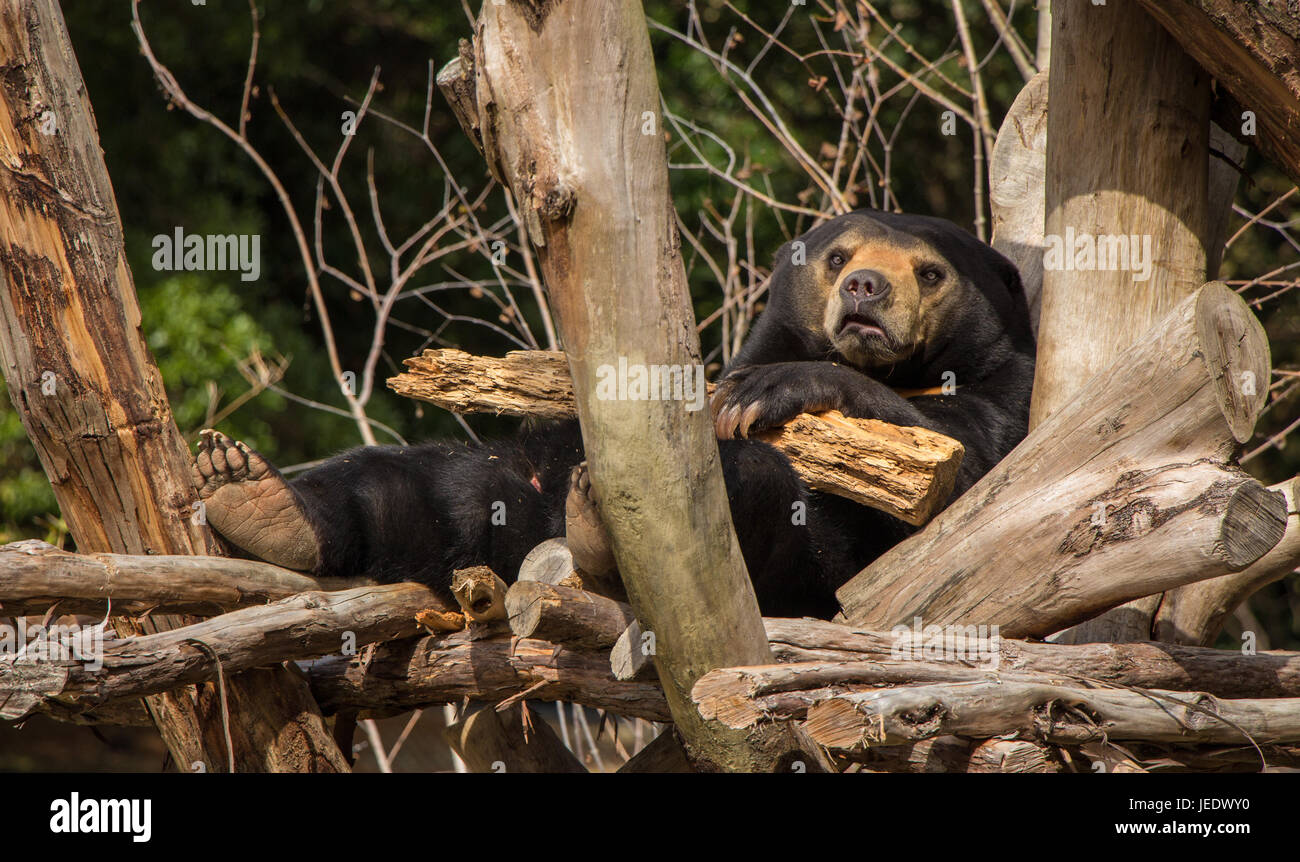 Sun bear giving a worried look as he sits in the warm sun Stock Photo ...