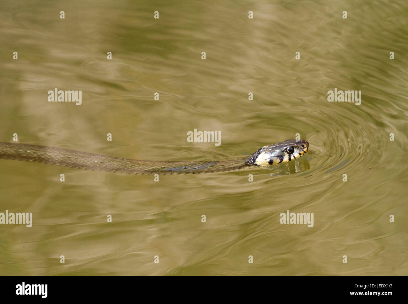 Swimming Slithering Grass Snake Stock Photo - Alamy