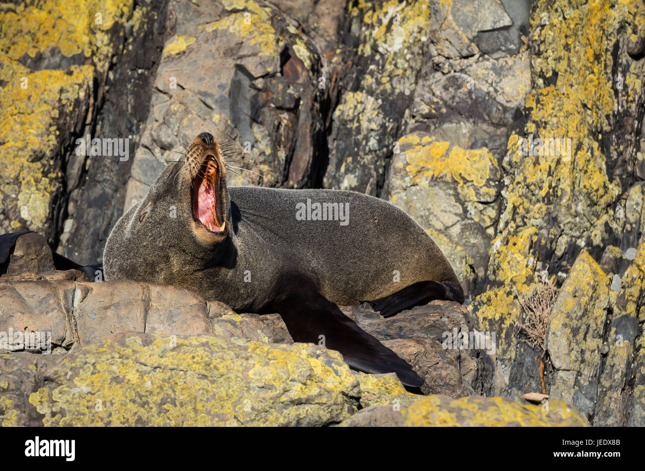 Seal have a yawn as he sunbaths on the rocks Stock Photo - Alamy