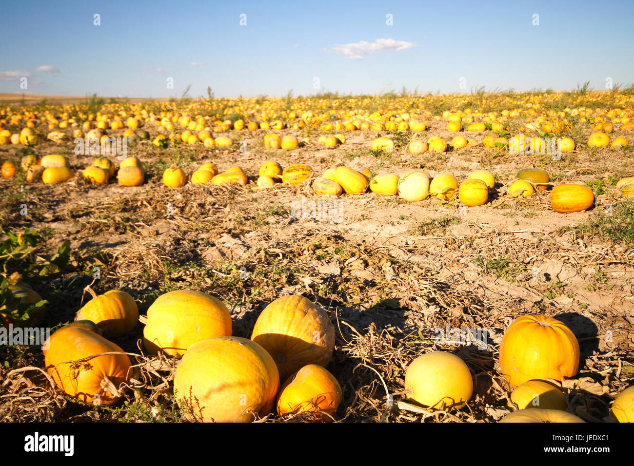 Melon field hi-res stock photography and images - Alamy
