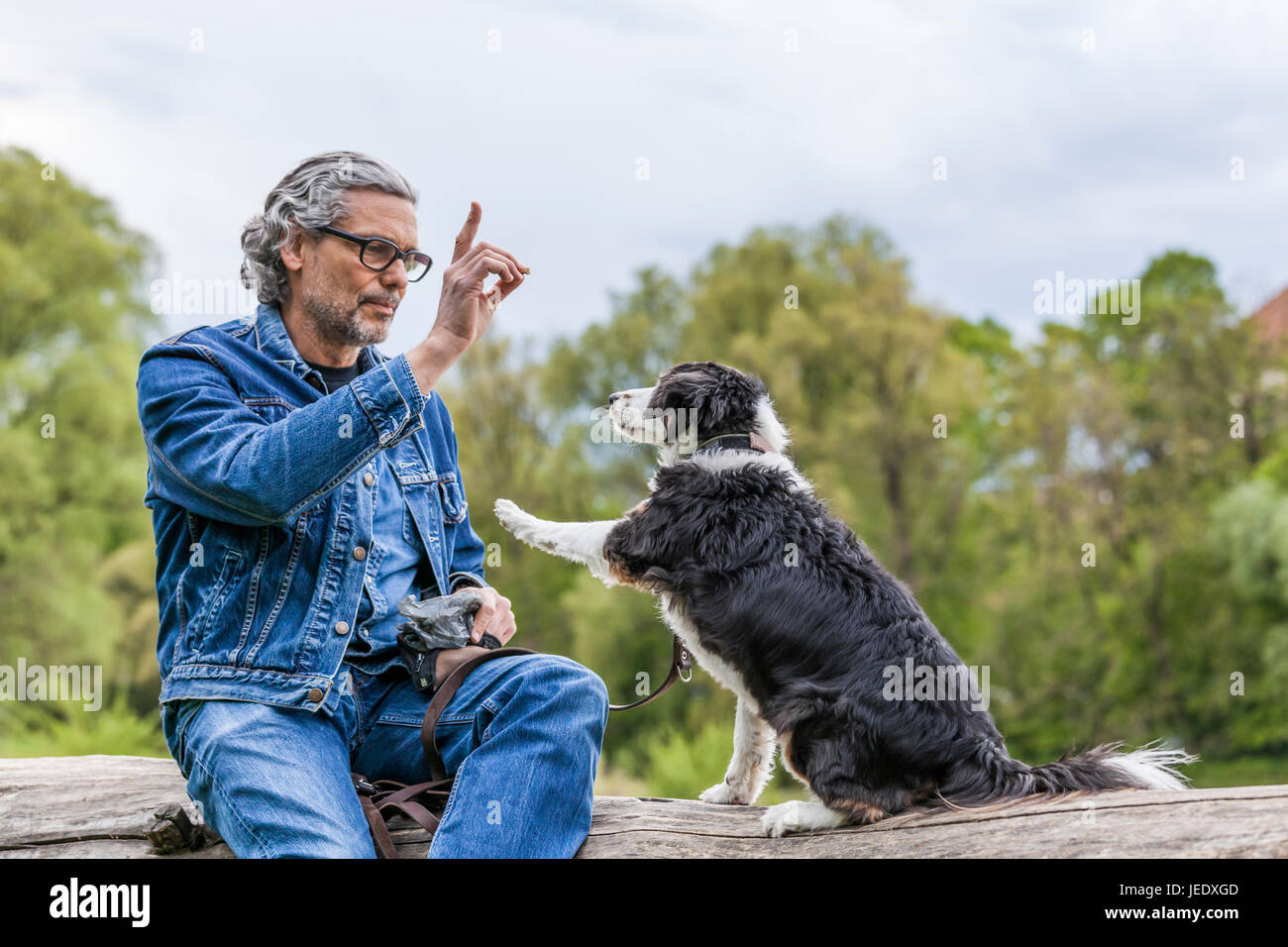 Senior man teaching his dog Stock Photo - Alamy
