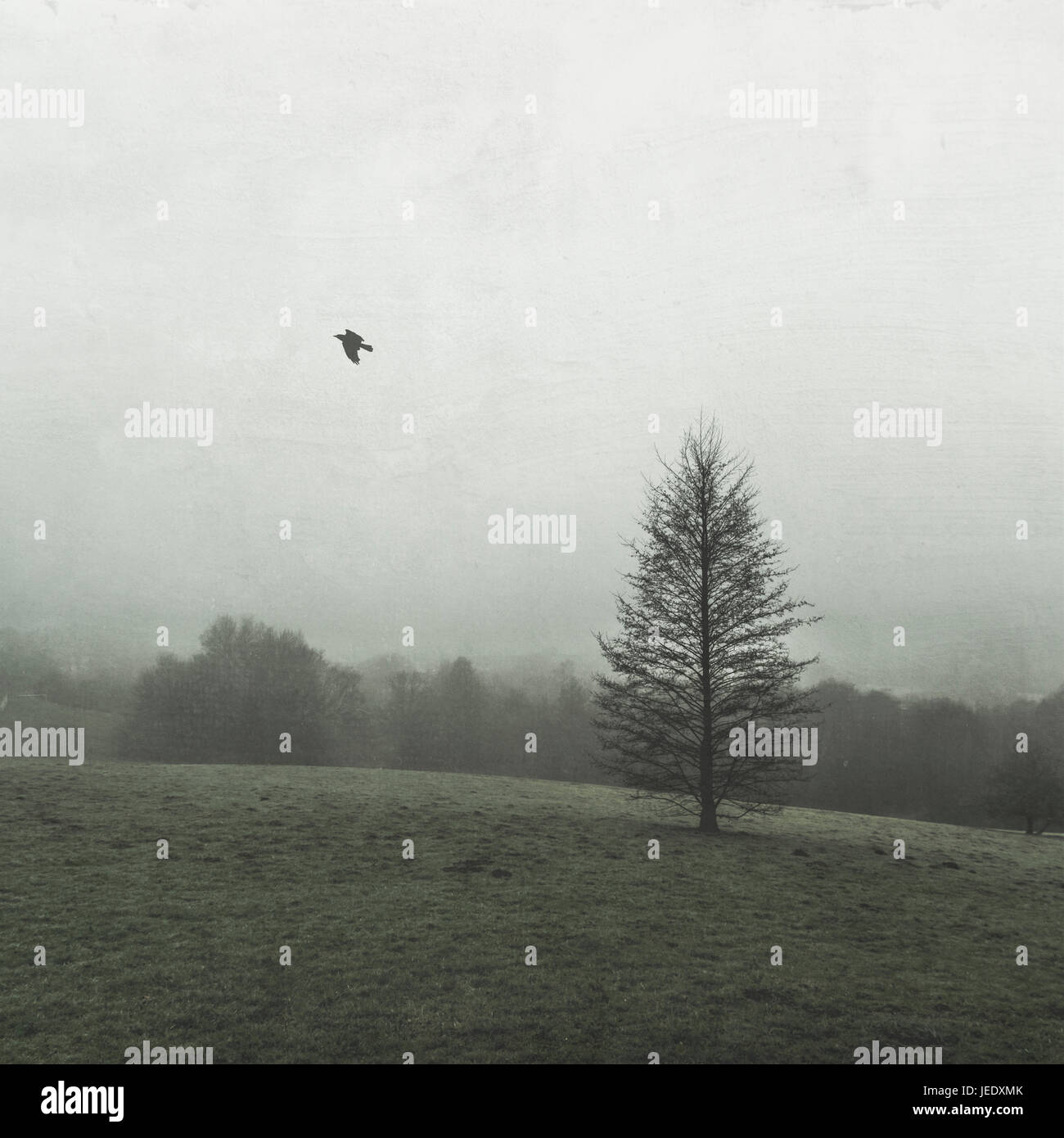 Baum im winter auf weide bei nebel hi-res stock photography and images ...