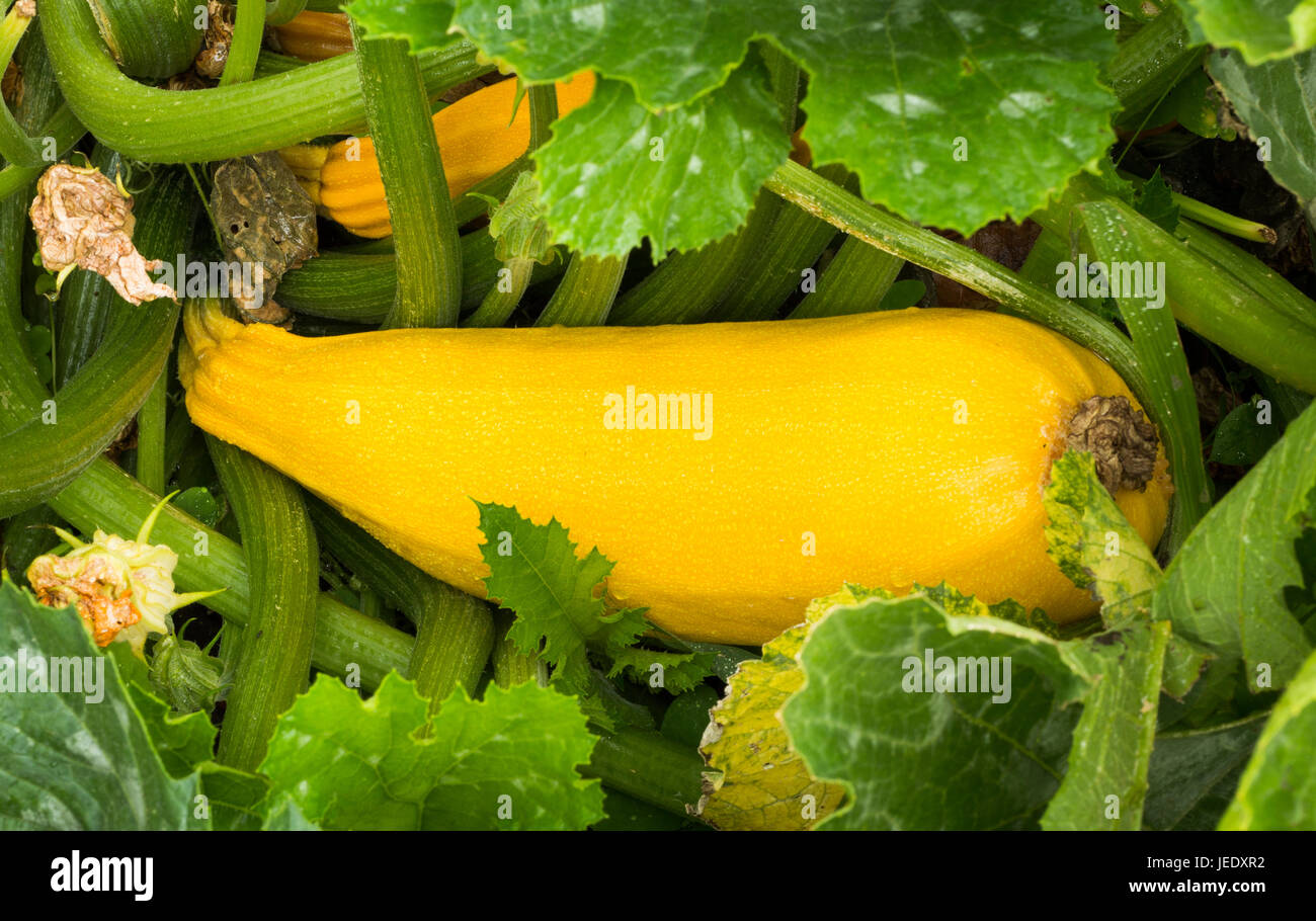 Big and bright yellow zucchini growing in a garden Stock Photo - Alamy