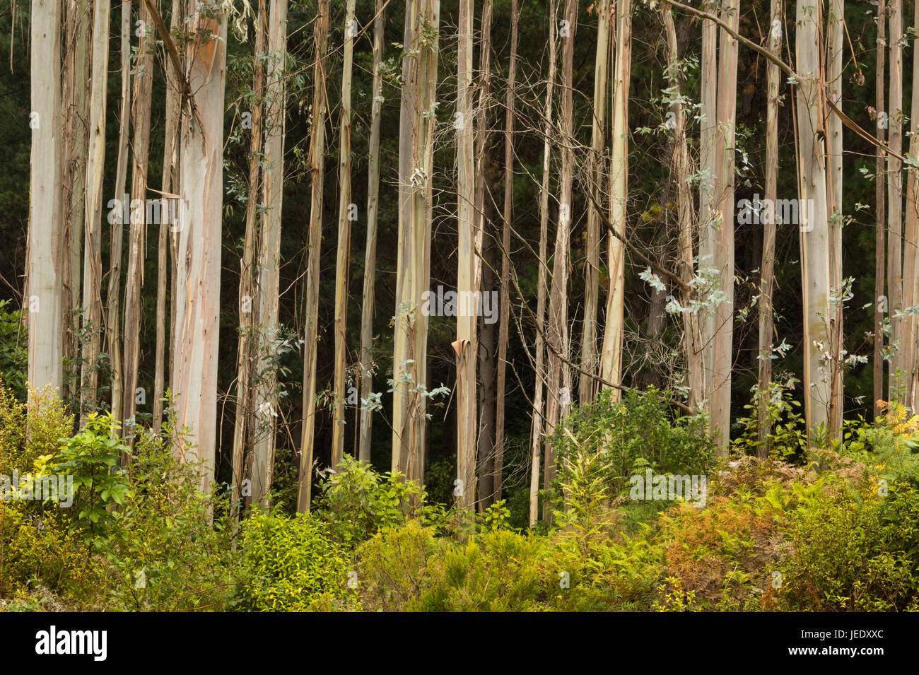 Group of young tall gum trees, growing through and above native bush ...