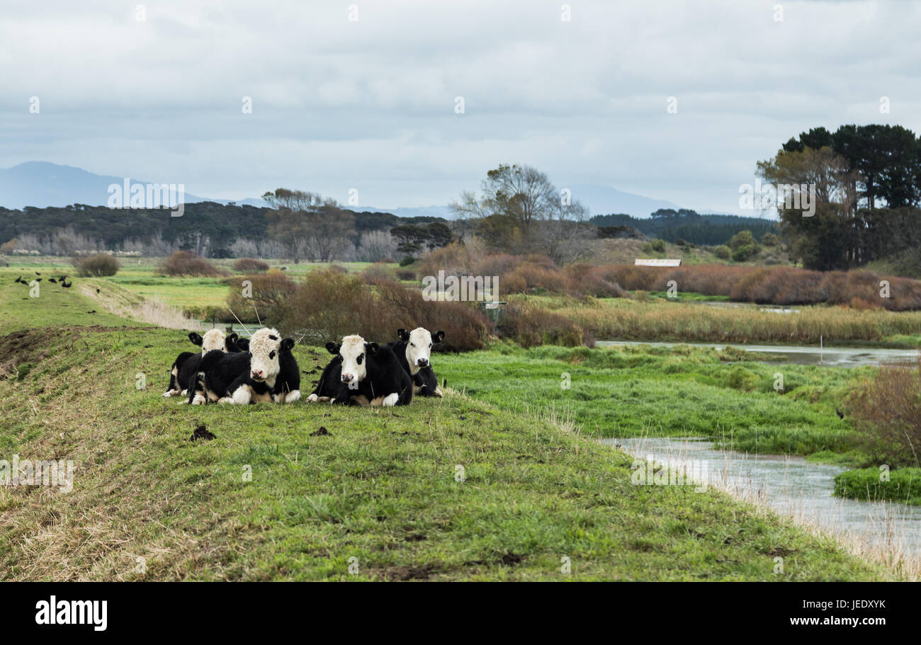 Young White Heads cattle having a rest on a river stop bank Stock Photo ...