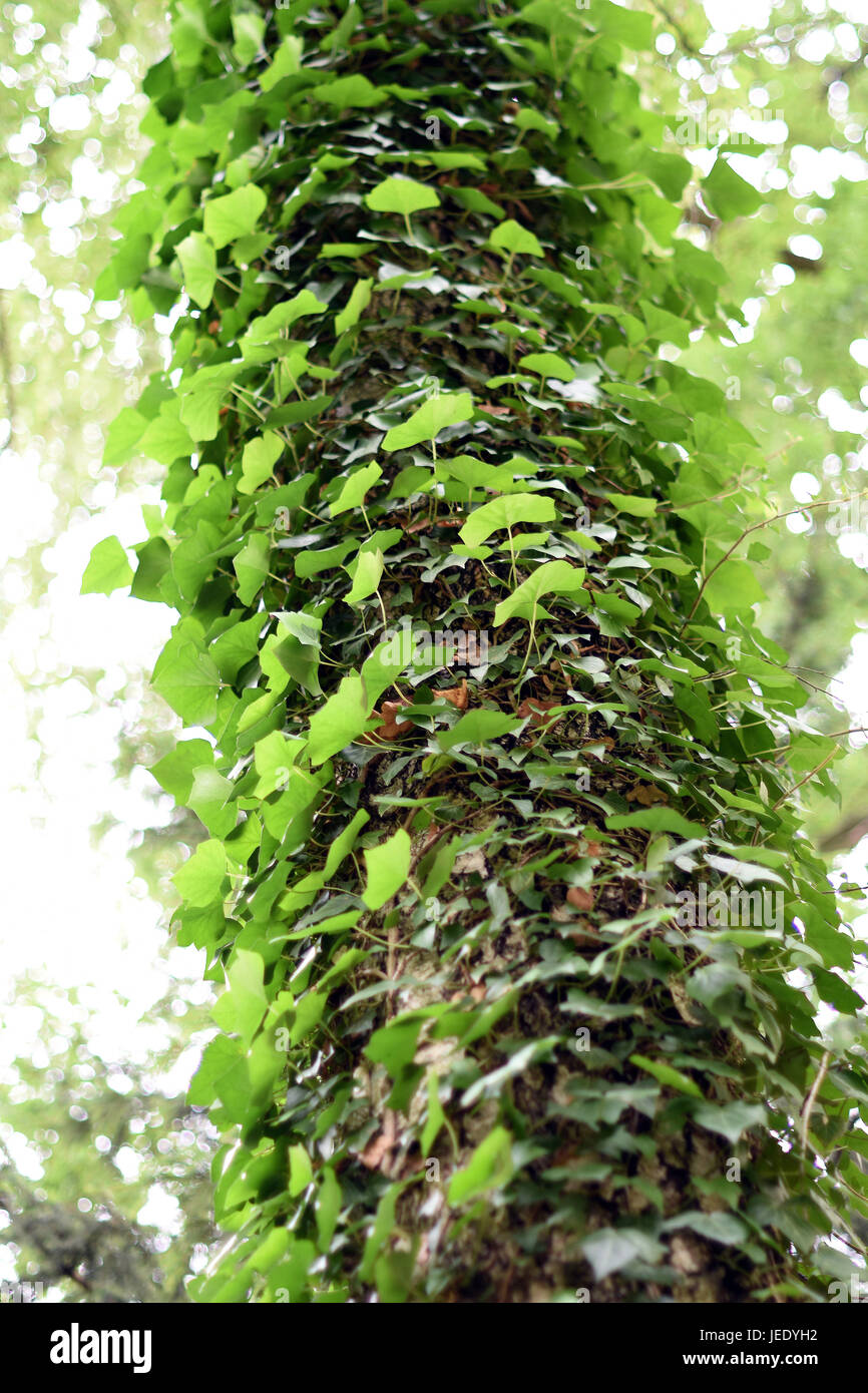 Ivy covering the whole tree Stock Photo - Alamy
