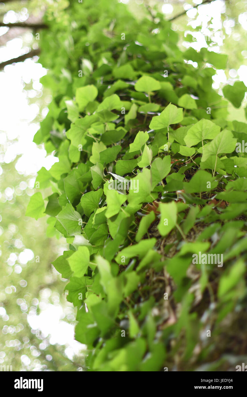 Whole tree hi-res stock photography and images - Alamy