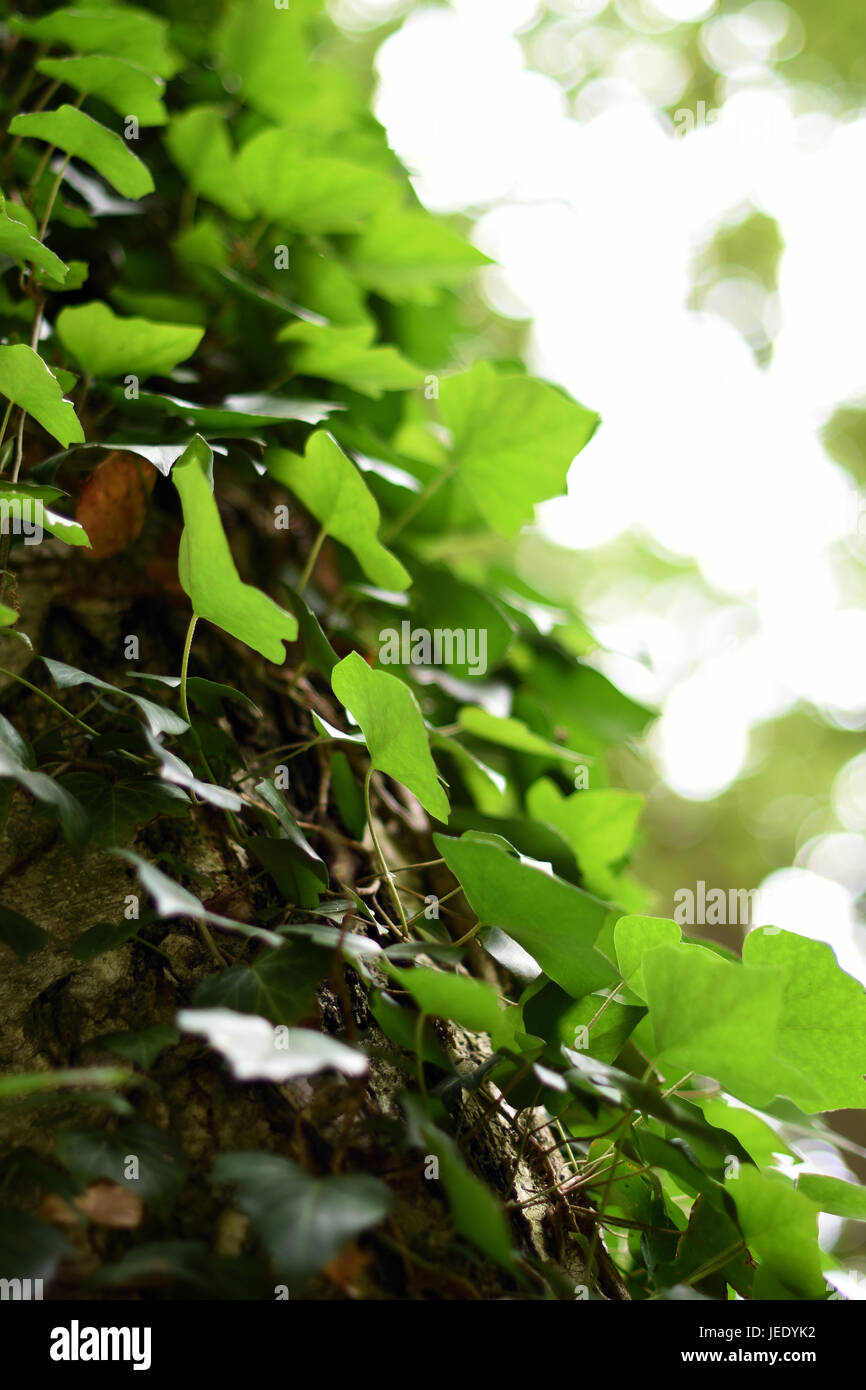 Ivy covering the whole tree Stock Photo - Alamy