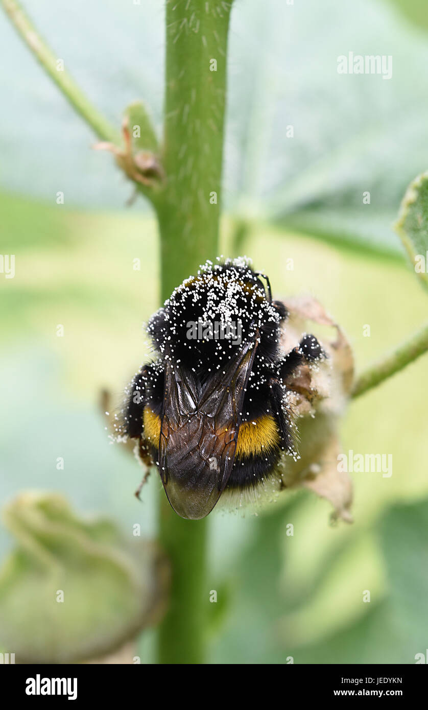 Insect pollinated flowers hi-res stock photography and images - Alamy
