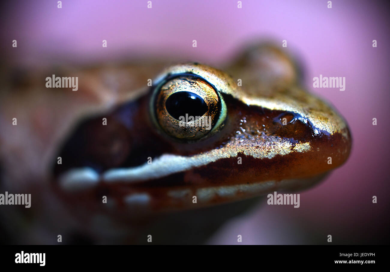 Frog observation hi-res stock photography and images - Alamy