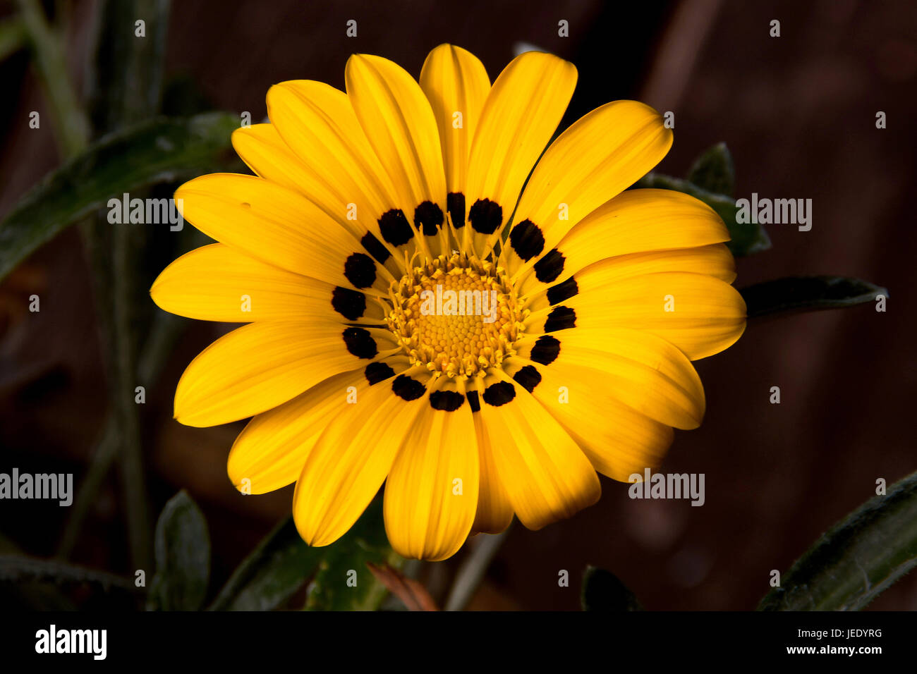 Calendula seedlings hi-res stock photography and images - Alamy