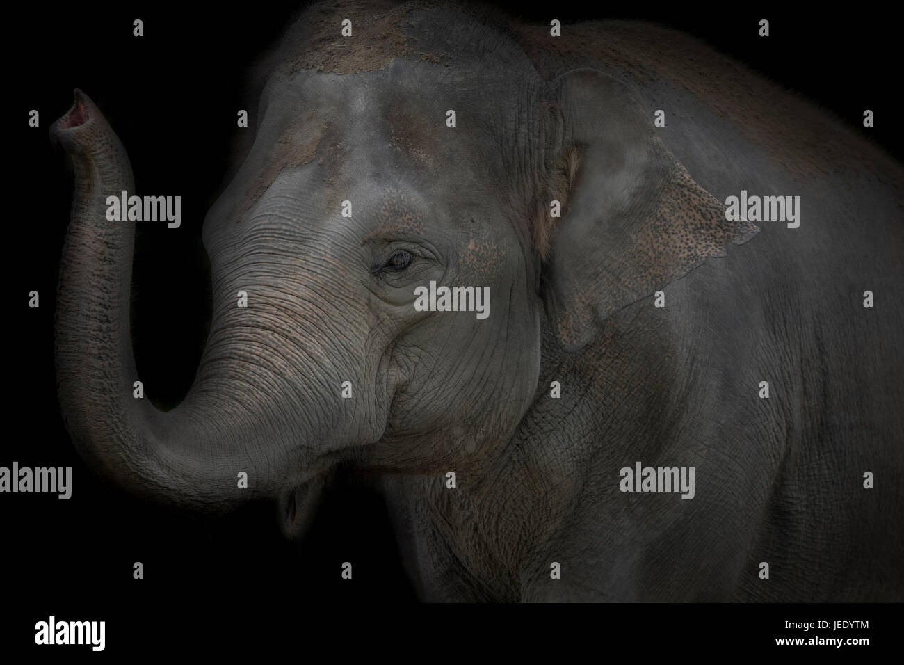 Portrait of Asian Elephant in front of black background Stock Photo - Alamy