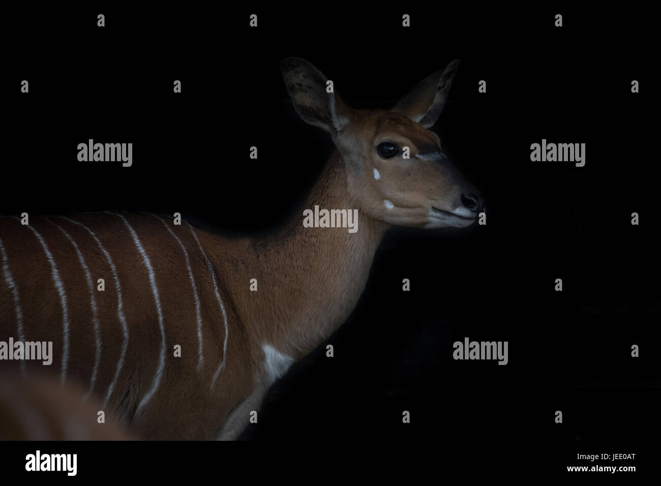 Nyala pattern hi-res stock photography and images - Alamy