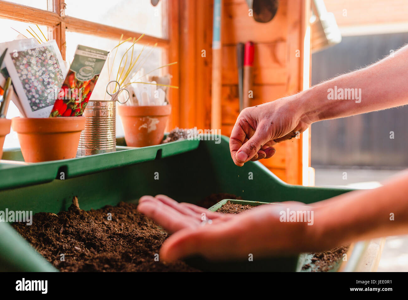 Planting and sowing seeds Stock Photo - Alamy