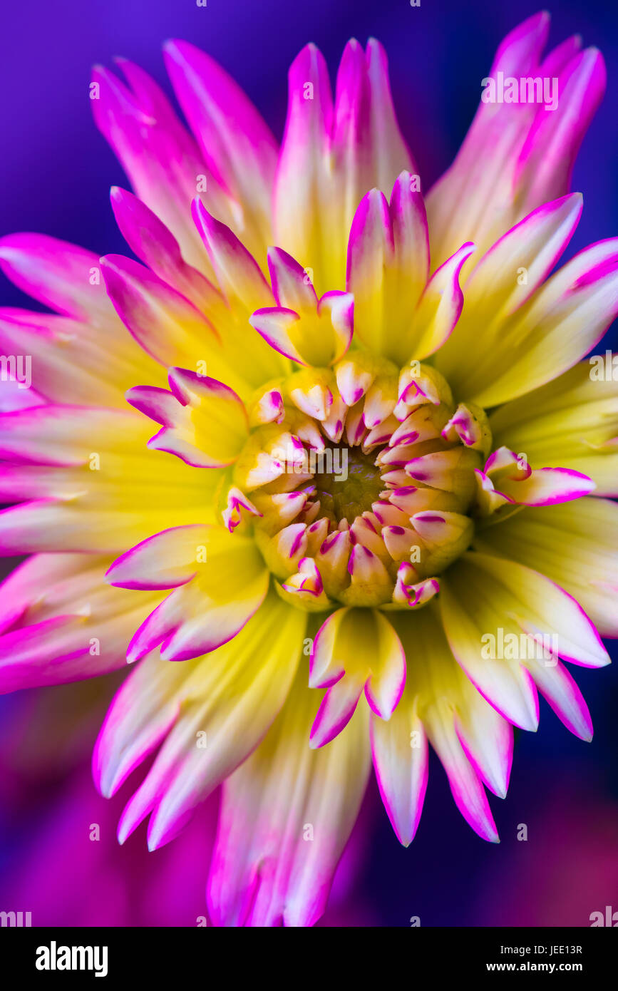 Surreal fantasy flower, floral fine art still life, colorful bright ...