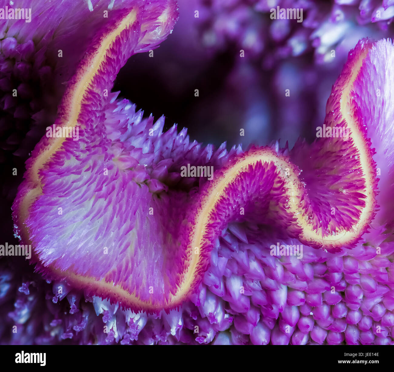 Celosia flower exotic celosia hi-res stock photography and images - Alamy