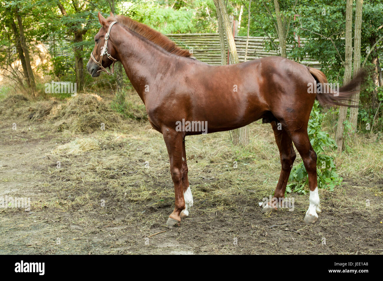 Brown racer hi-res stock photography and images - Alamy