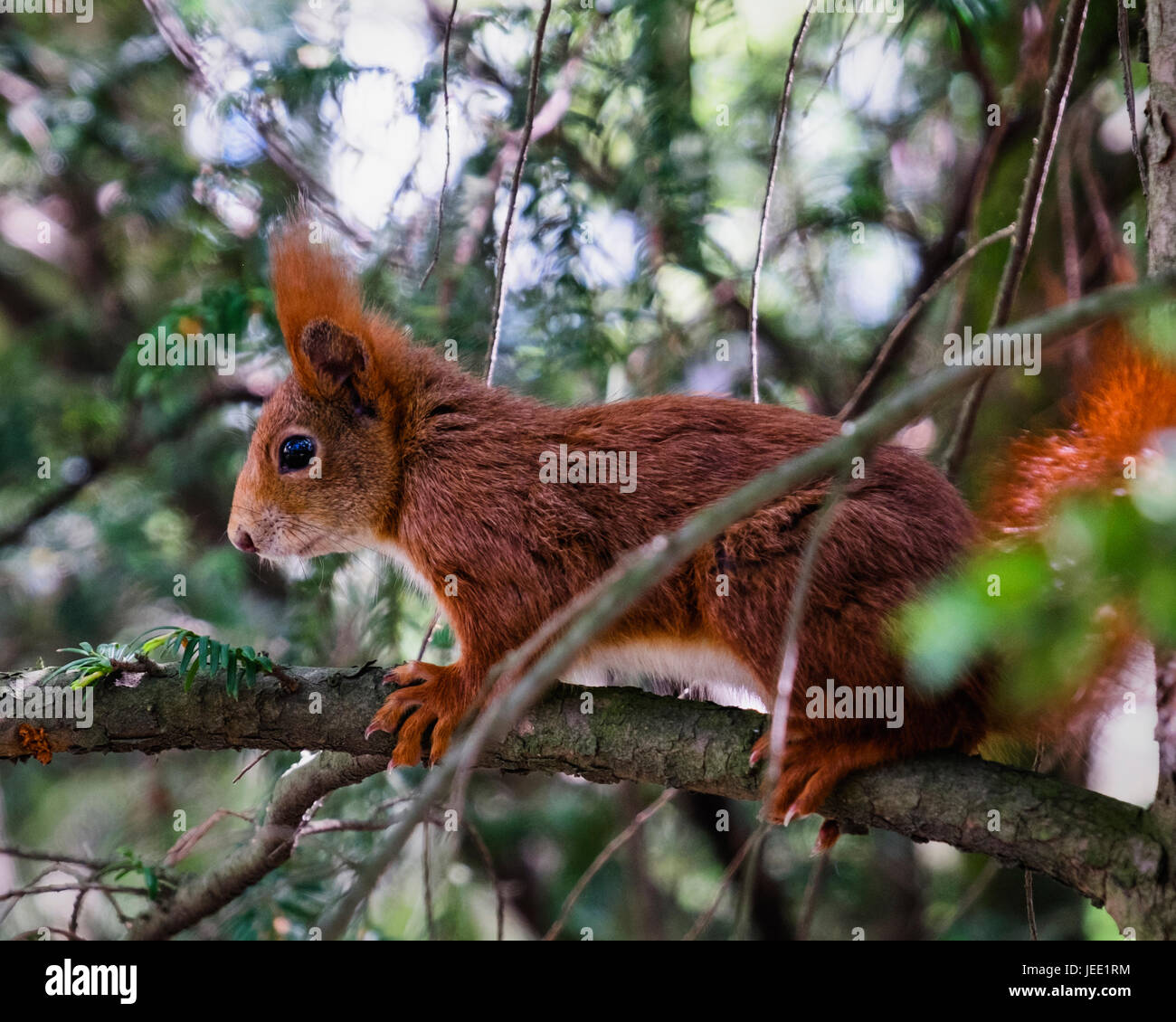 Tufted hair in ears hi-res stock photography and images - Alamy