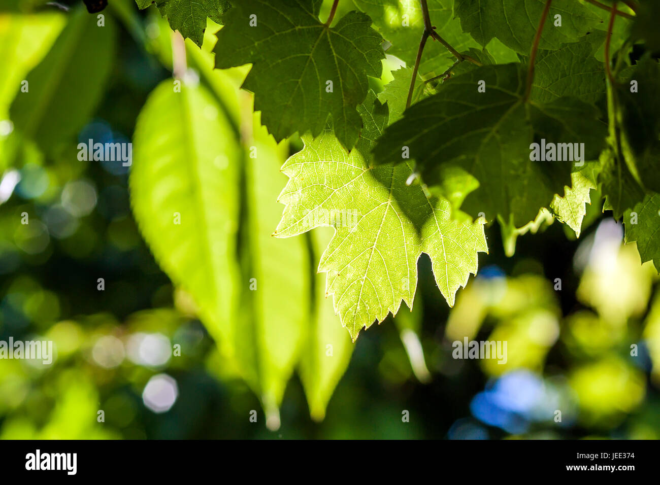 Green vine grape leaves in summer close up Stock Photo - Alamy