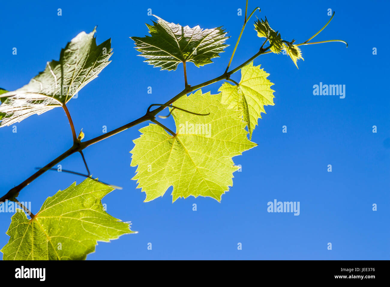 Green vine grape leaves in summer close up Stock Photo - Alamy