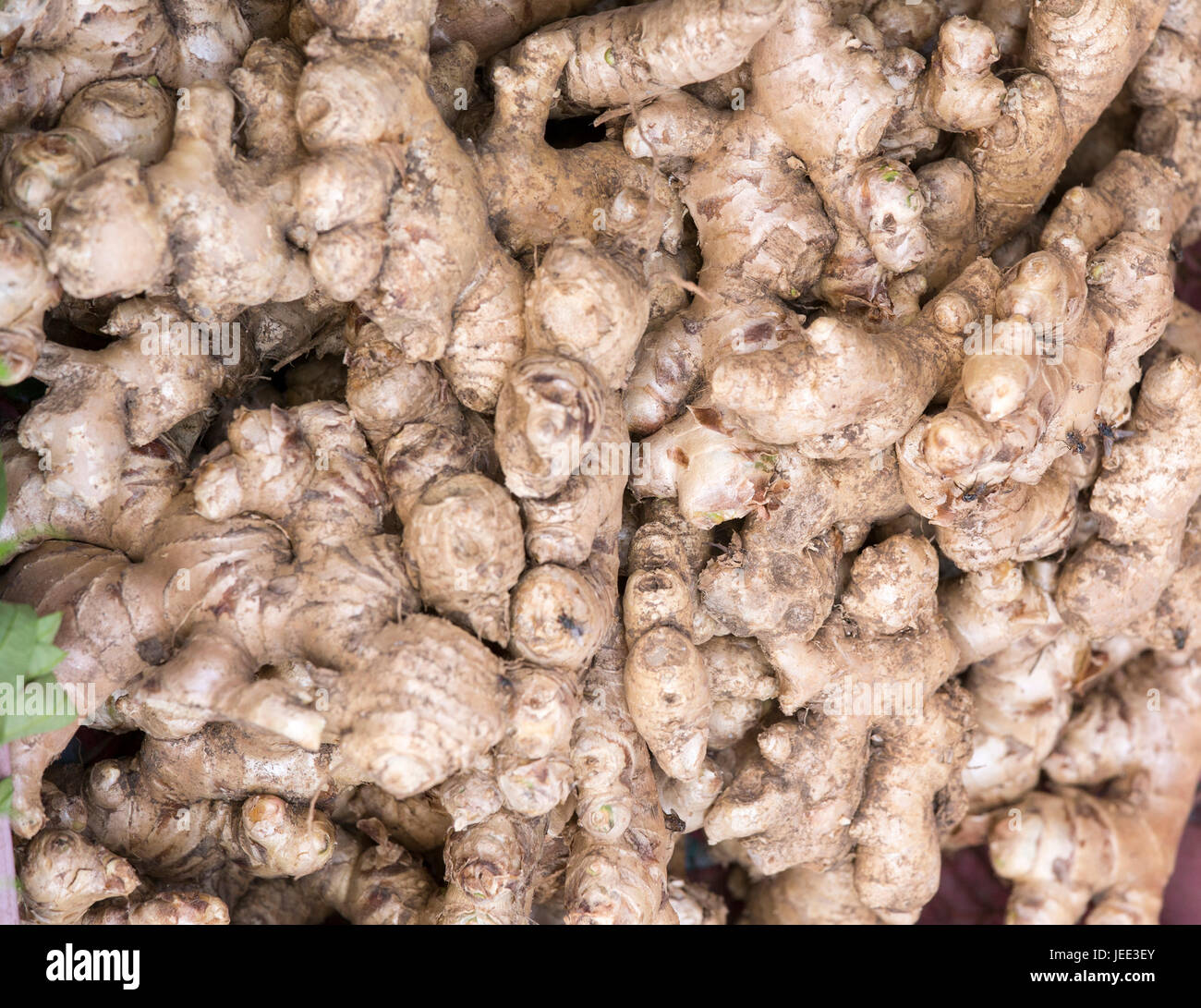 Background, close up of fresh ginger roots Stock Photo - Alamy