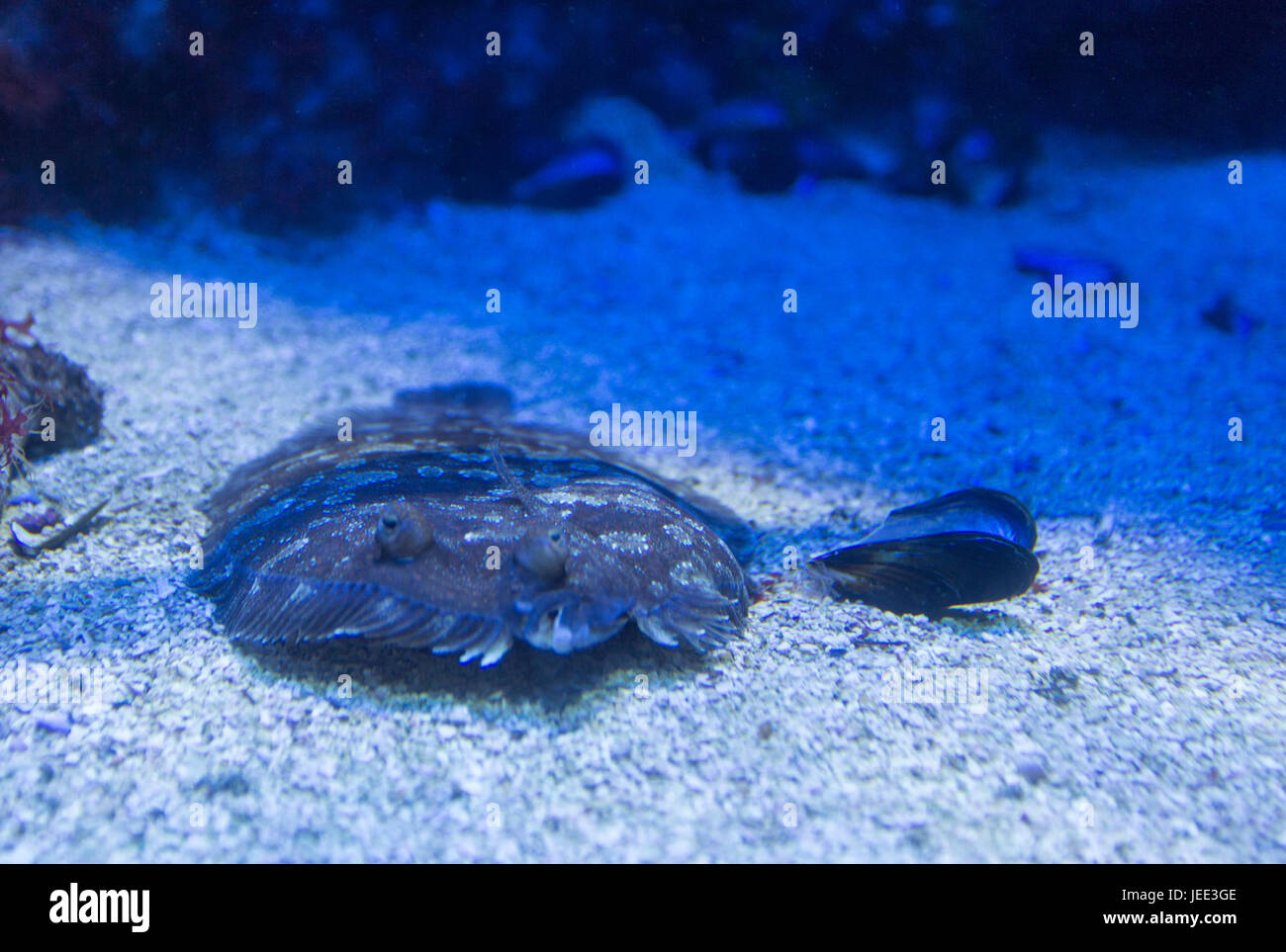 Flat Fish Sand Sole High Resolution Stock Photography and Images - Alamy