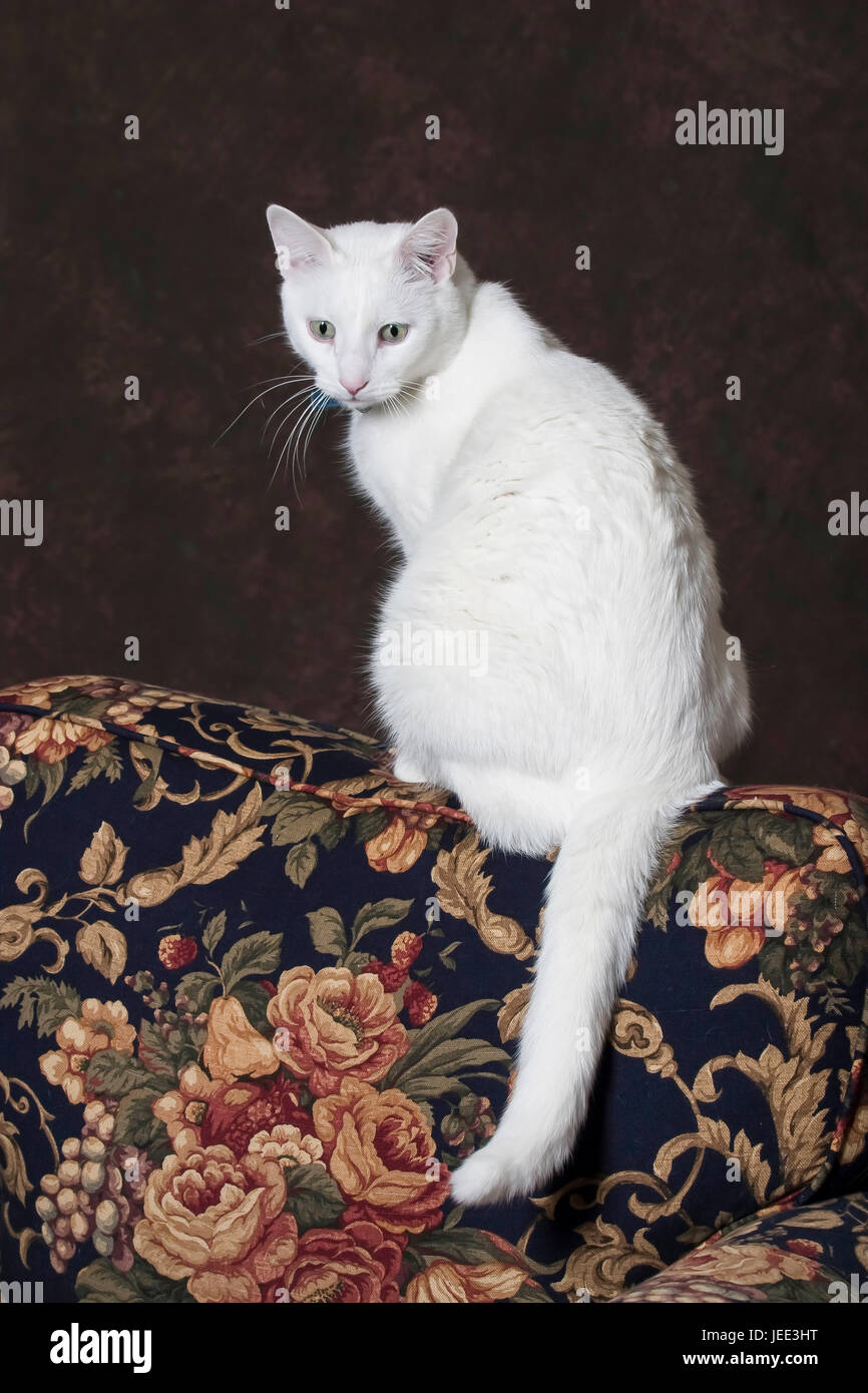 A majestic white cat sits on a floral chair Stock Photo - Alamy